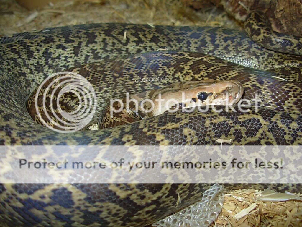 Wales - Pair of burmese pythons,albino grante x granite het albino ...