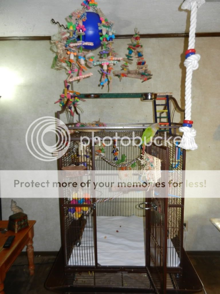 Cage for GCC | Avian Avenue Parrot Forum