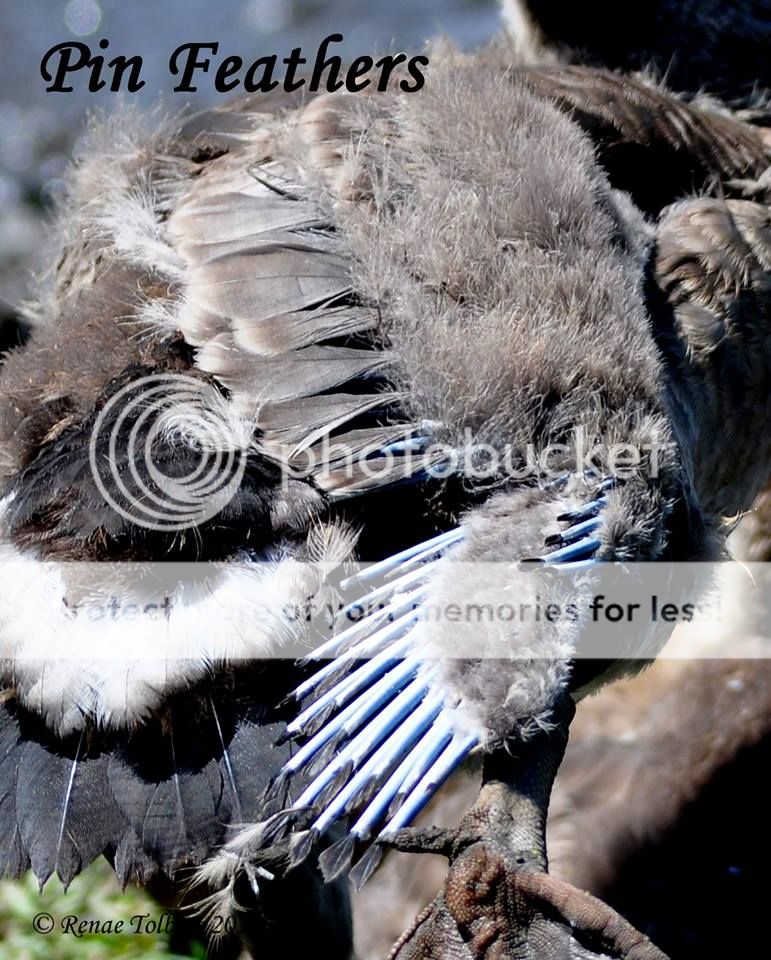 Pin Feathers Photo by yourdognyou | Photobucket